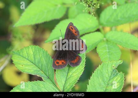 Scotch Argus Butterfly male - Erebia aethiops Stock Photo - Alamy