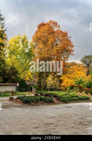 A veiw of autumn trees near the entrance to Kubota Gardens in Seattle ...