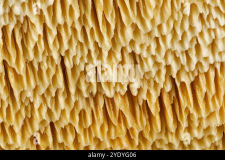 Detail fungi Spore - sporangium is a structure in which spores (spores ...