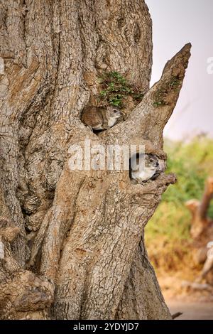 Southern tree hyrax, Dendrohyrax arboreus, Mgahinga Gorilla National ...