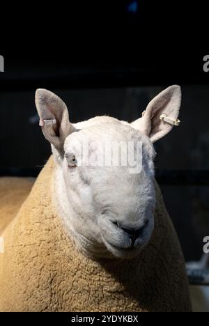 North Country Cheviot ram in atmospheric light at a sale, Lockerbie, UK ...