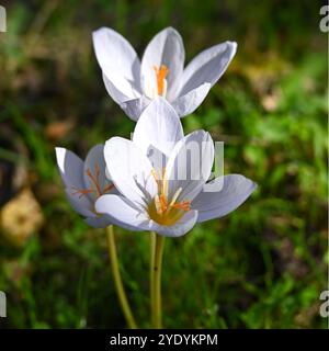 White flowers and orange stamens of autumn crocus, crocus speciosus ...