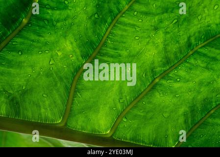 Yam leaf detail and texture Stock Photo - Alamy