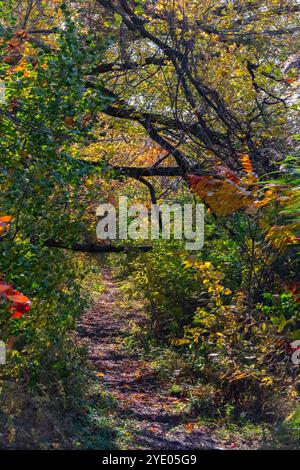 The forest path is blocked Stock Photo - Alamy
