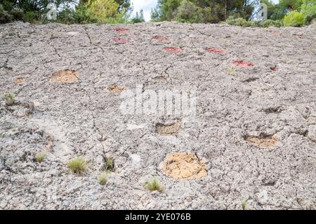 ichnite, footprint, Titanosaurus ichnites, on limestones of lacustrine ...