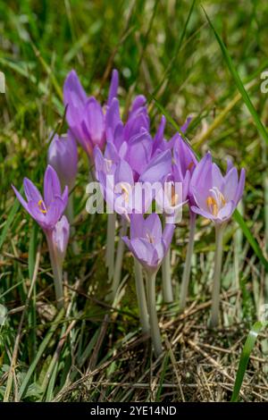 Colchicum flowers close-up on a flower bed in the bright light of the ...