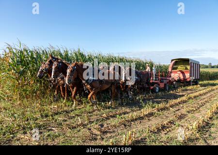 Amish farmer harvesting corn for silage, Autumn, Indiana, USA, by James ...