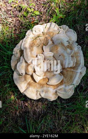 Berkeley's Polypore Mushroom (Bondarzewia berkeleyi), fruiting body ...