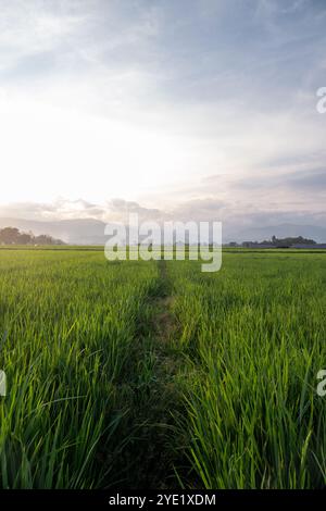 Closeup of new growing green rice ear with the morning light Stock ...