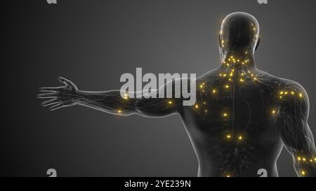 Illustration of the lymphoid system and lymphatic circulation. This ...