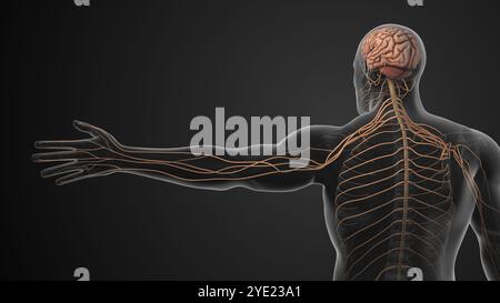 Cervical Spine Nerve Compression Causing Radiculopathy Stock Photo - Alamy