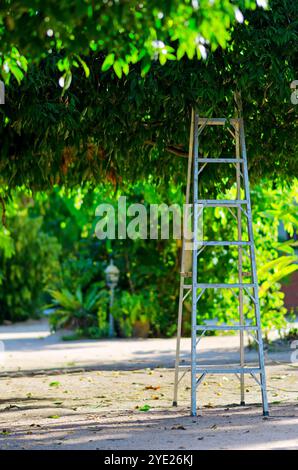 Ladder under a big tree Stock Photo - Alamy