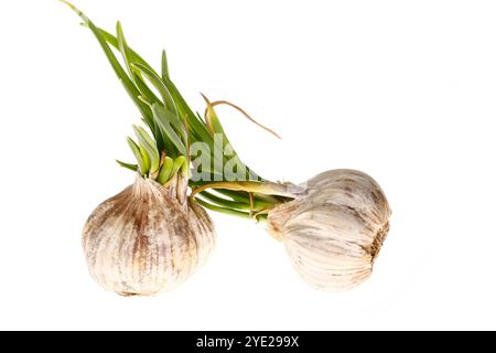 Germination of garlic cut in on a white background, close-up pictures ...