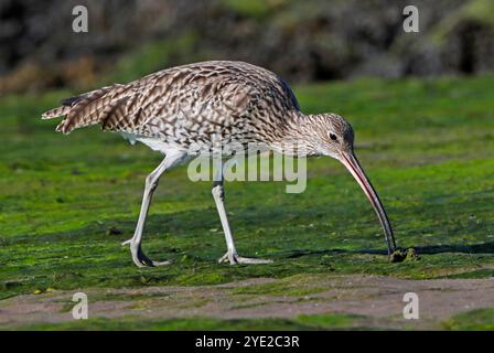 European Curlew (Numenius Arquata) searching for food on the mudflats ...
