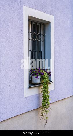 Closeup of window decorated with potted plant Stock Photo - Alamy