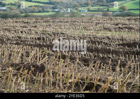 Harvested maize field with stubble and deep tractor ruts in mud ...