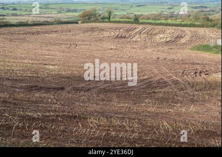 Harvested maize field with deep tractor ruts in mud. Carmarthenshire ...