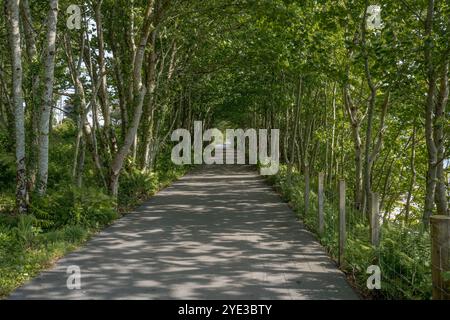 Summer tunnel tree at North Ledaig, Oban, Scotland Stock Photo - Alamy