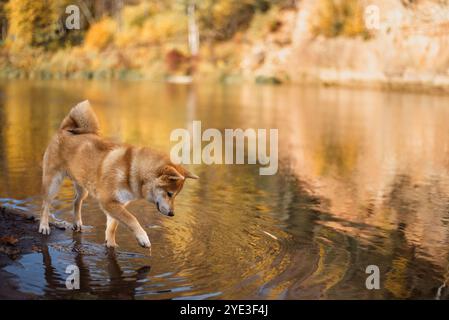 Shiba inu dog is looking to Gauja river valley from the hill Stock ...
