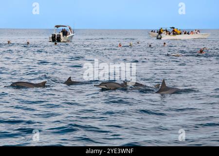 Touristen schwimmen, schorcheln mit Delfinen, Ostpazifische Delfin ...