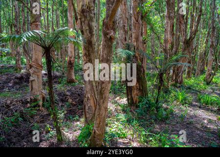Paper Bark tree, Papier Borken Baum Melaleuca quinquenervia , Black ...