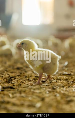 one yellow chicken with fluff in the poultry farm, broiler chickens in ...