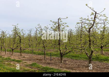 apple trees in cloudy weather, growing apples and other fruits on an ...