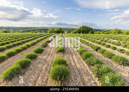 Panoramic landscape with lavender fields without blooming flowers and ...