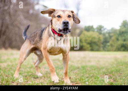 A reactive Hound mixed breed dog barking and baring its teeth Stock ...