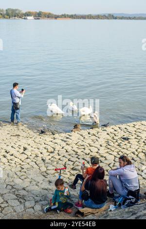 People feeding white swans at Zemun quay on Danube river in Serbian ...