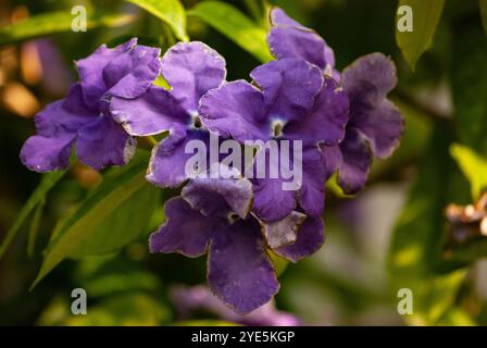 Closeup of Brunfelsia uniflora flower Stock Photo - Alamy