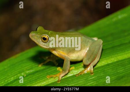 A beautiful Tinker reed frog (Hyperolius tuberilinguis) near a pond, in ...