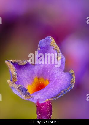Close up of withered lilac flowers among fresh green leaves. Natural ...