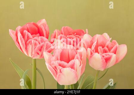 Tulipa "Foxtrot", Pink Double Tulip Stock Photo - Alamy