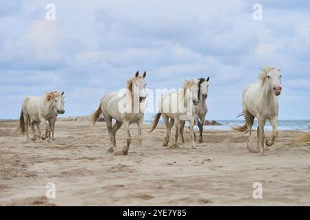 Five white horses (Equus ferus caballus) running and splashing in the ...