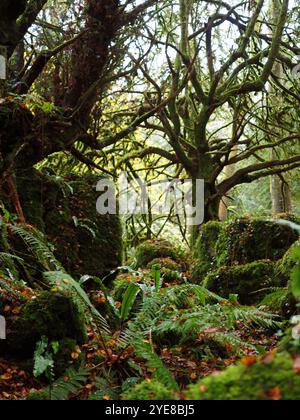 Ancient woodland in the Forest of Dean Stock Photo - Alamy