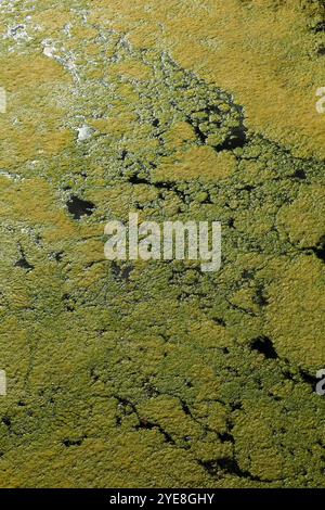 Water pollution. Algal bloom in water due to water pollution with ...