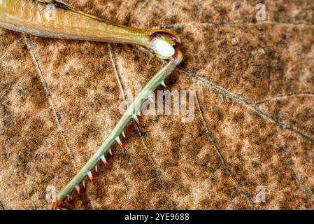 Locust leg detail and texture Stock Photo - Alamy