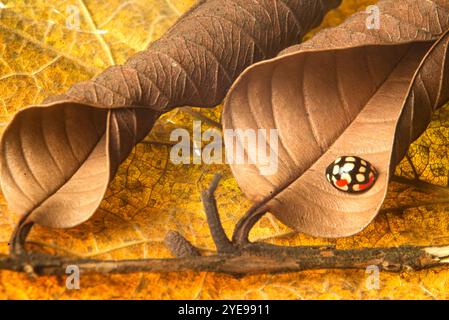 A Ladybug inside a dry mango leaf Stock Photo - Alamy