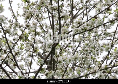 The branches of a common pear tree swell with white flower blossoms in ...