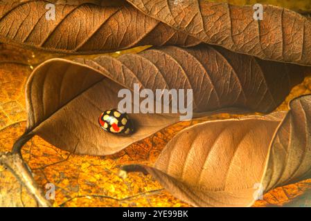 A Ladybug inside a dry mango leaf Stock Photo - Alamy