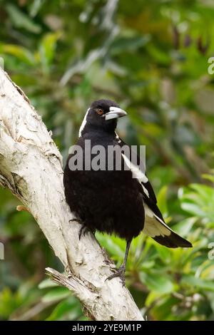 Australian native bird, Magpie perched on an fence post in the garden ...