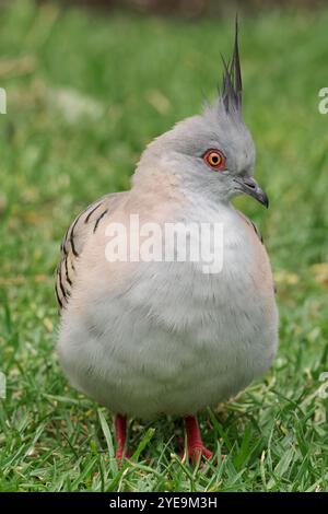 Crested pigeon (Ocyphaps lophotes) profile portrait of a Crested pigeon ...