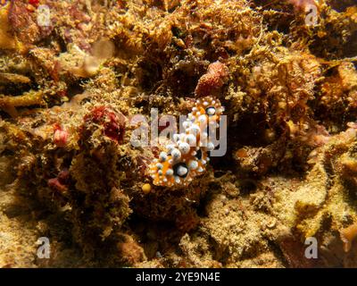 Bright yellow and white Ocellated Phyllidia nudibranch, Phyllidia ...