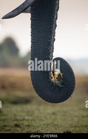 Elephants trunk in detail Stock Photo - Alamy