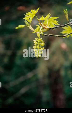 Maple tree budding in the springtime Acer Stock Photo - Alamy