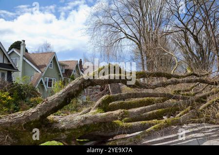 Uprooted tree after a windstorm, fallen and blocking a street ...