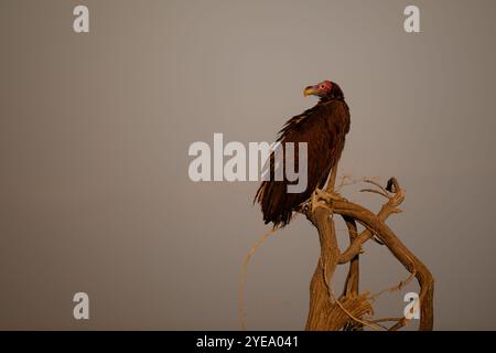 A vulture is a bird of prey that scavenges on carrion. There are 23 ...