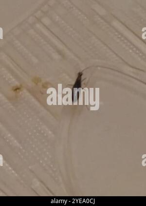 True Bugs, Hoppers, Aphids, and allies (Hemiptera Stock Photo - Alamy