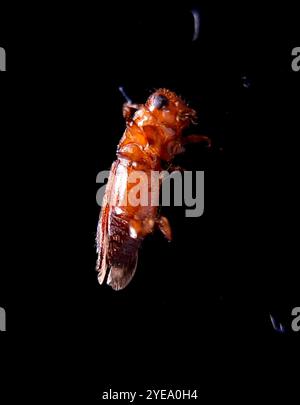 Pinhole Borer Beetles (Platypodinae Stock Photo - Alamy
